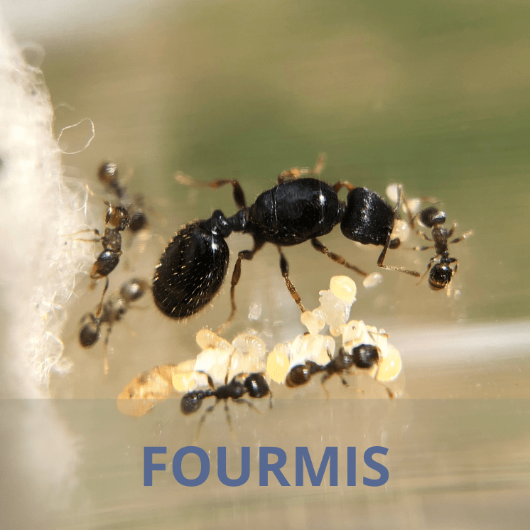 Fourmis - Fourmis Shop